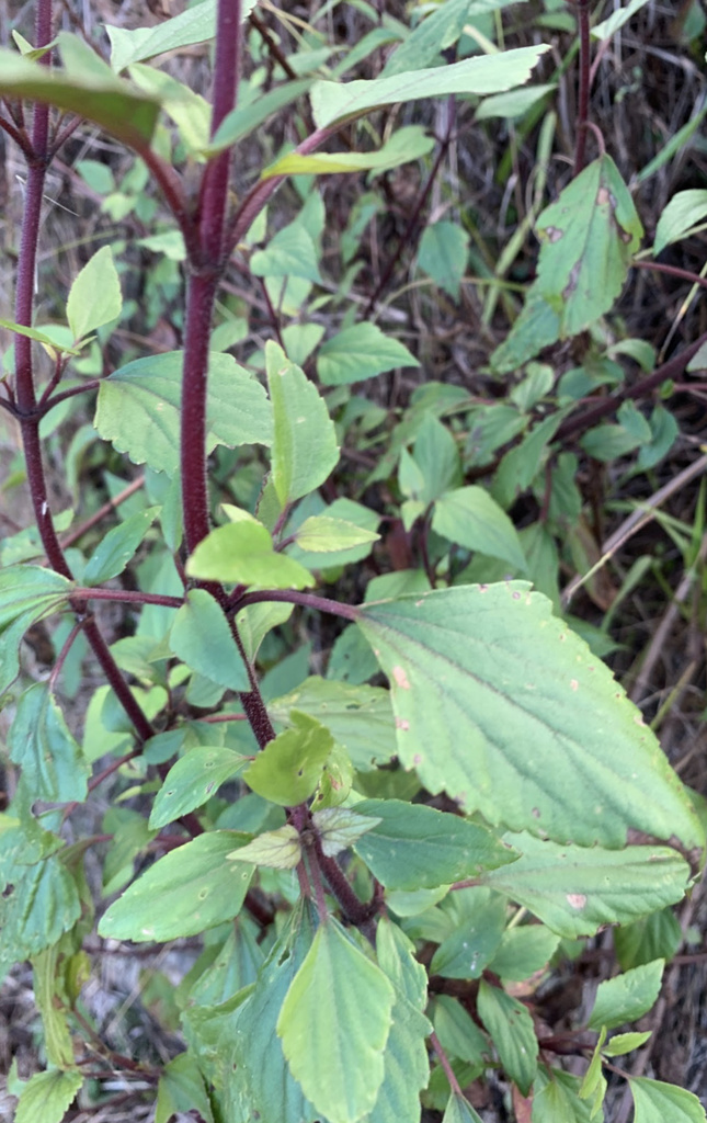 sticky snakeroot from Upper Crystal Creek, NSW, AU on June 27, 2020 at ...