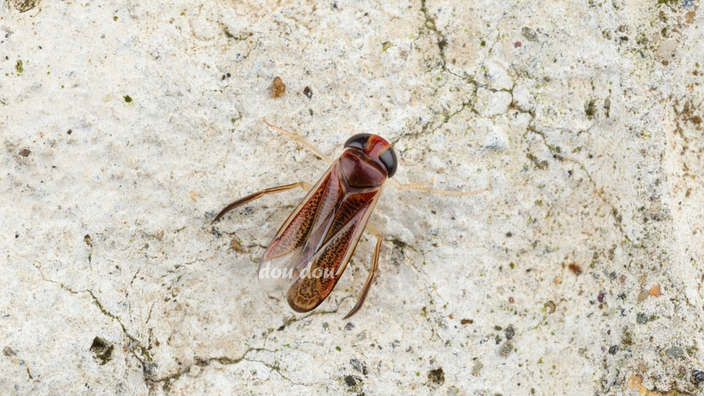 Cymatia from 中国江苏省常州市金坛区月荷路 on June 25, 2020 at 09:43 PM by 豆豆 · ...