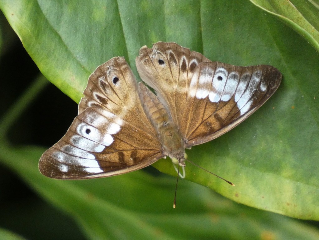Purple Duke from Upper Seletar on June 27, 2020 at 09:51 AM by Lena ...