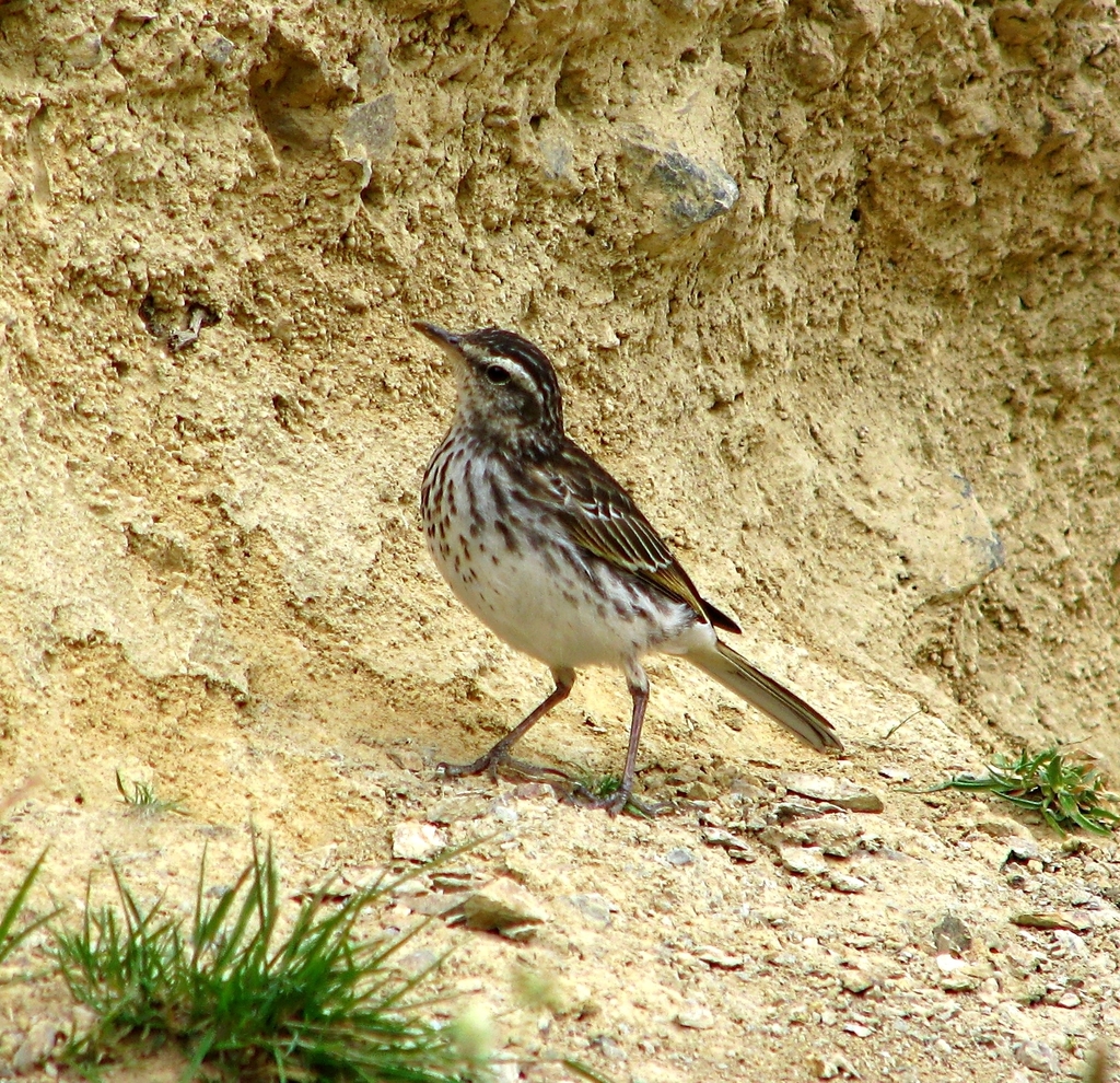 Mainland New Zealand Pipit in January 2011 by Andrew Blayney. Pipit ...