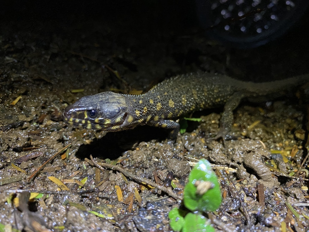 Yellow-spotted Night Lizard from San Carlos, Alajuela, CR on May 9 ...
