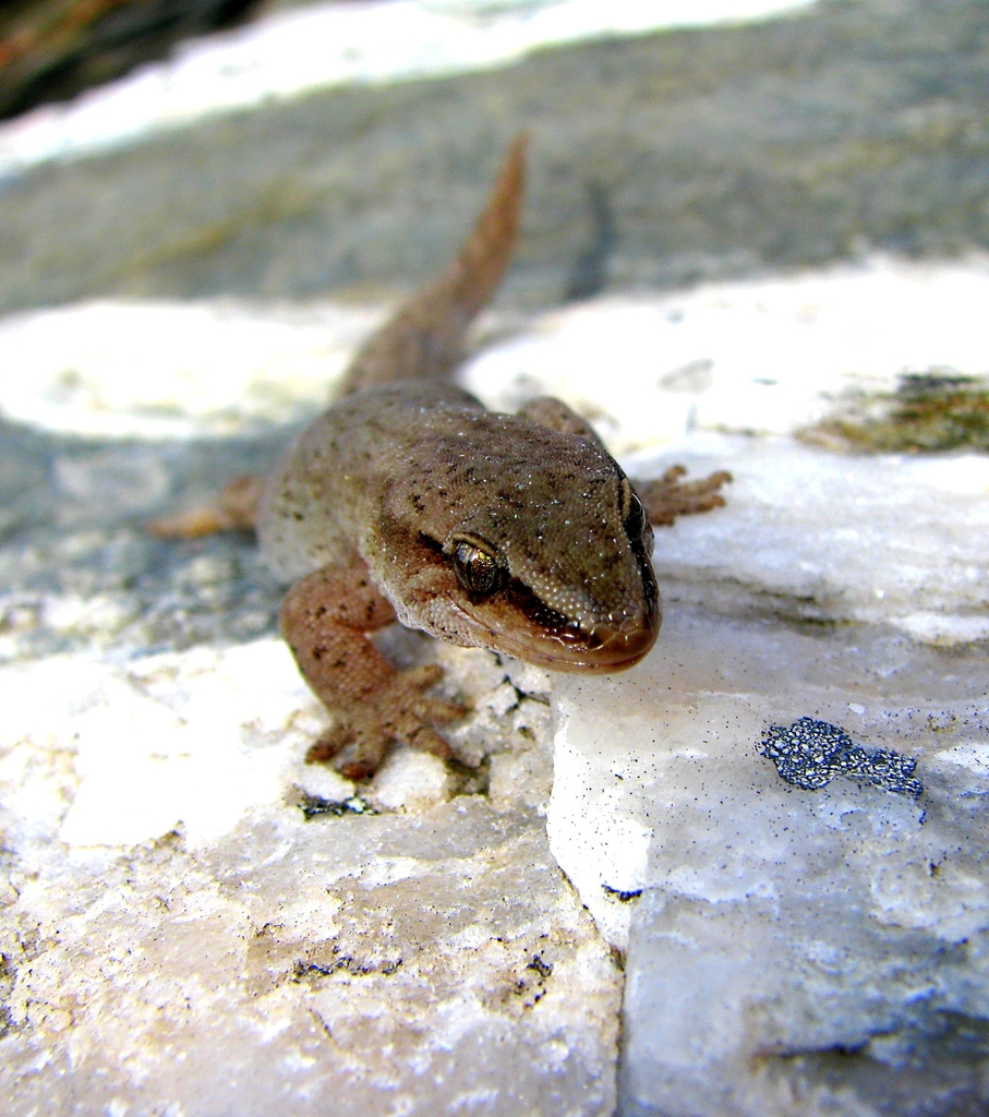 Short-toed gecko in October 2011 by Andrew Blayney. Short-toed gecko (W ...