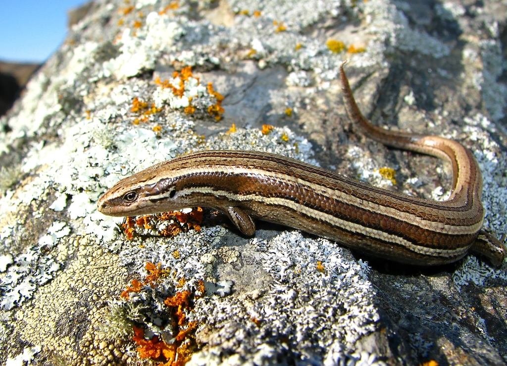 New Zealand Grass Skink in October 2011 by Andrew Blayney. Southern ...