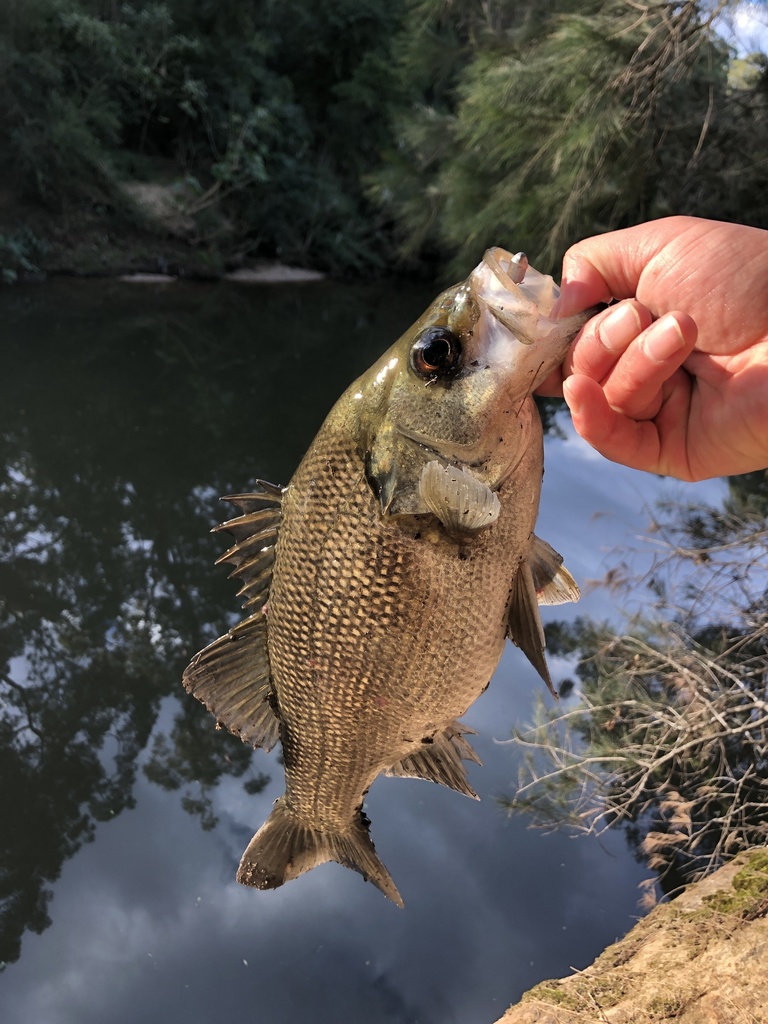 Freshwater Perch from Lane Cove River, 林菲尔德, NSW, AU on June 26, 2020 ...