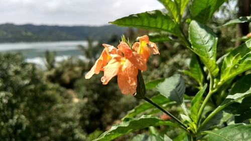 Crossandra undulaefolia · iNaturalist