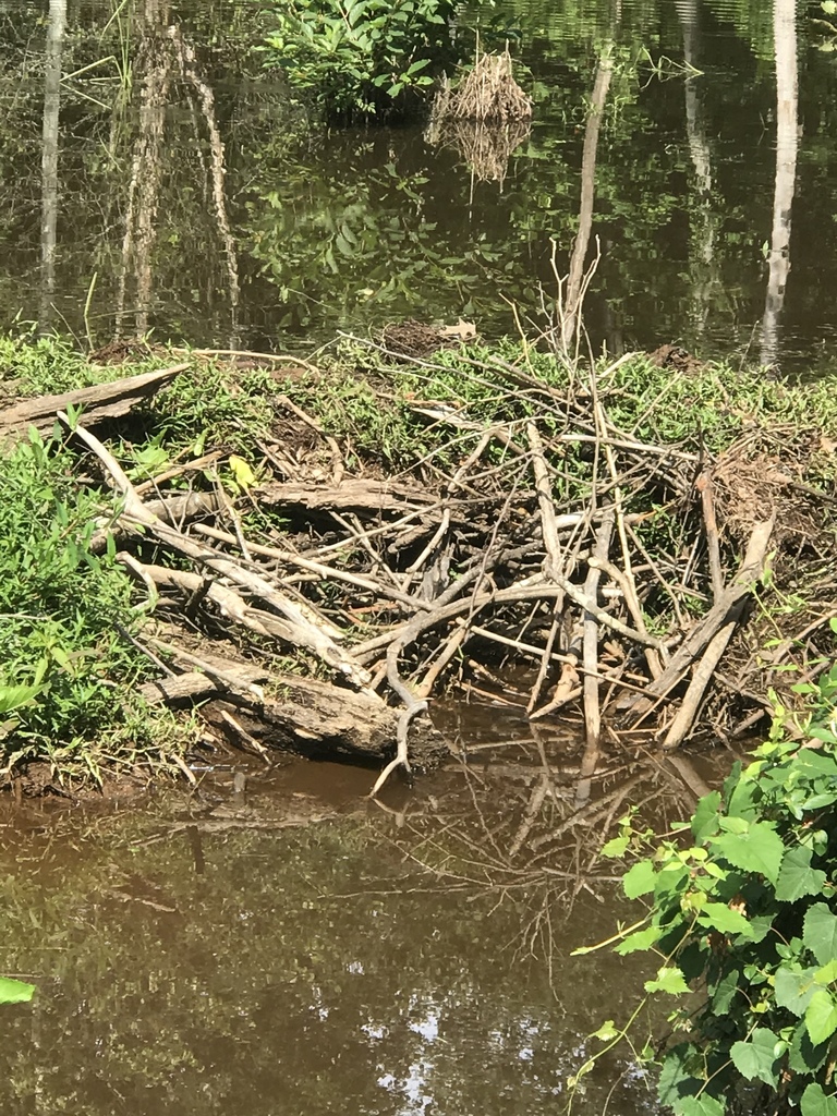 American Beaver from Federal Farm Rd, Montross, VA, US on June 27, 2020 ...