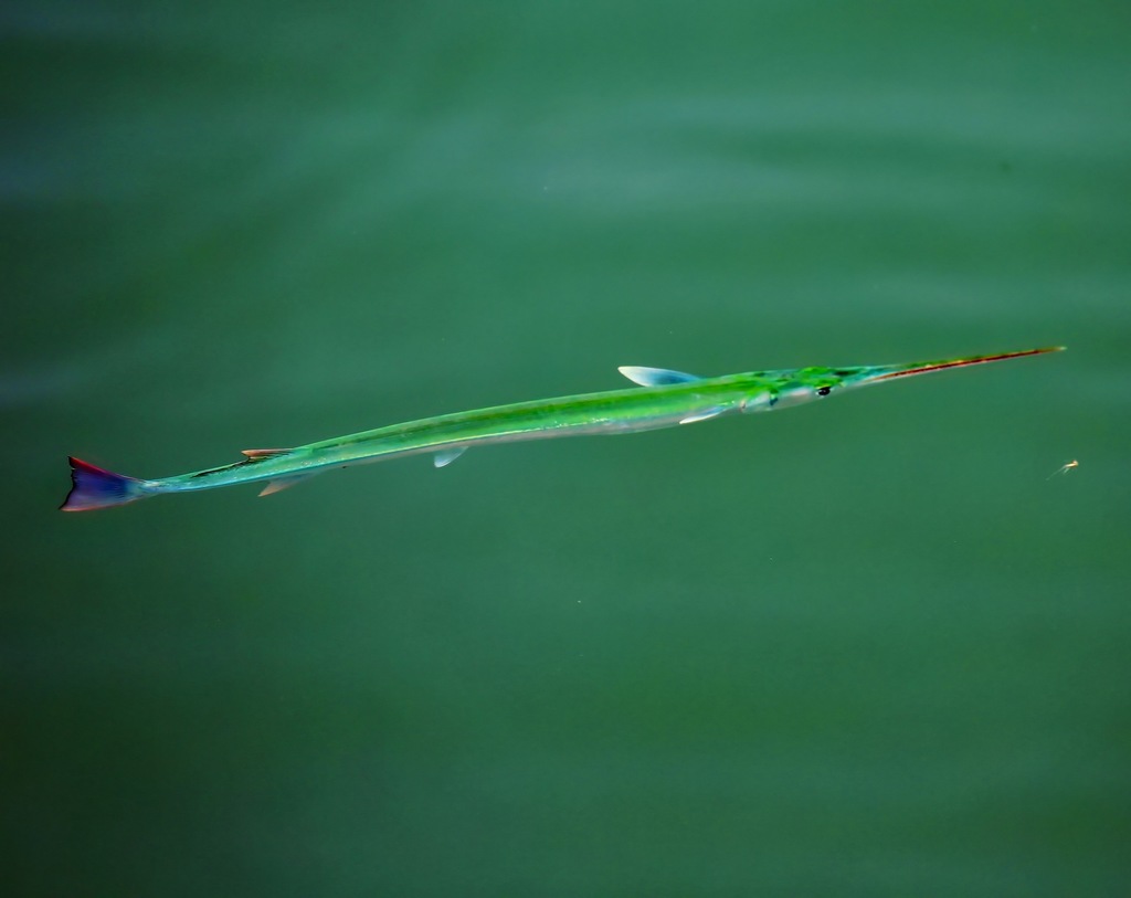 Redfin Needlefish Needlefishes & Halfbeaks, Family Belonidae