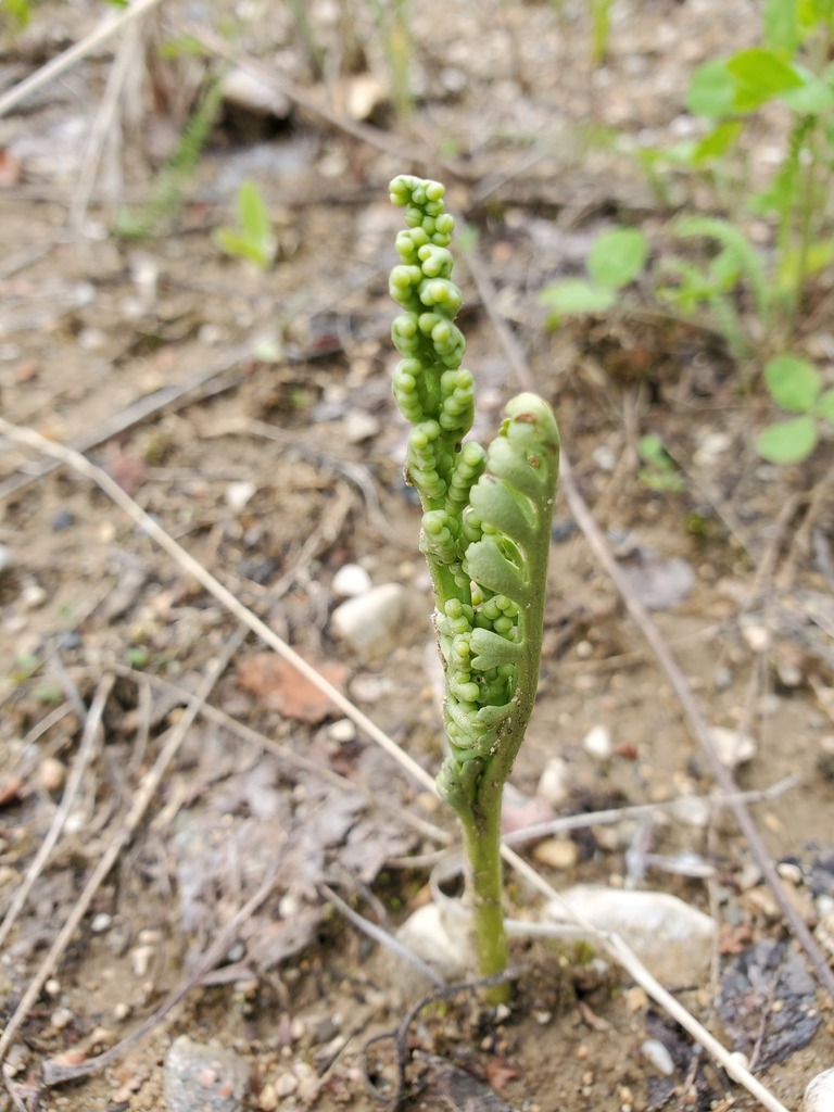 prairie moonwort from Division No. 14, SK, Canada on June 25, 2020 at ...