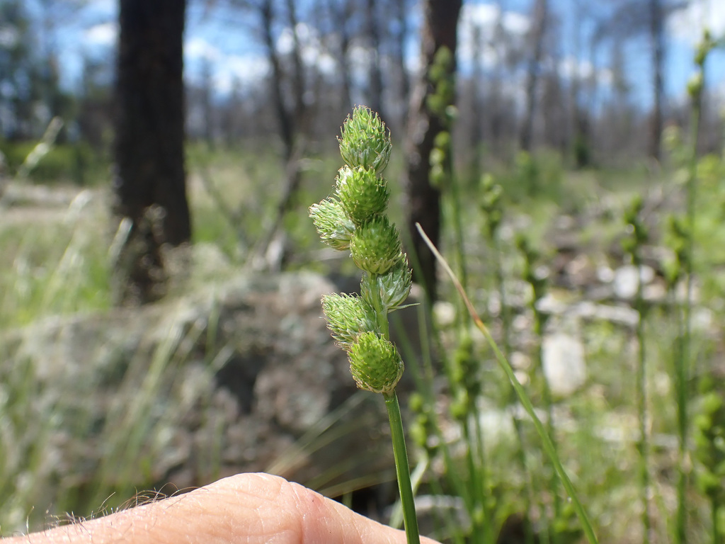 clustered sedge from Clinton County, NY, USA on June 25, 2020 at 10:47 ...