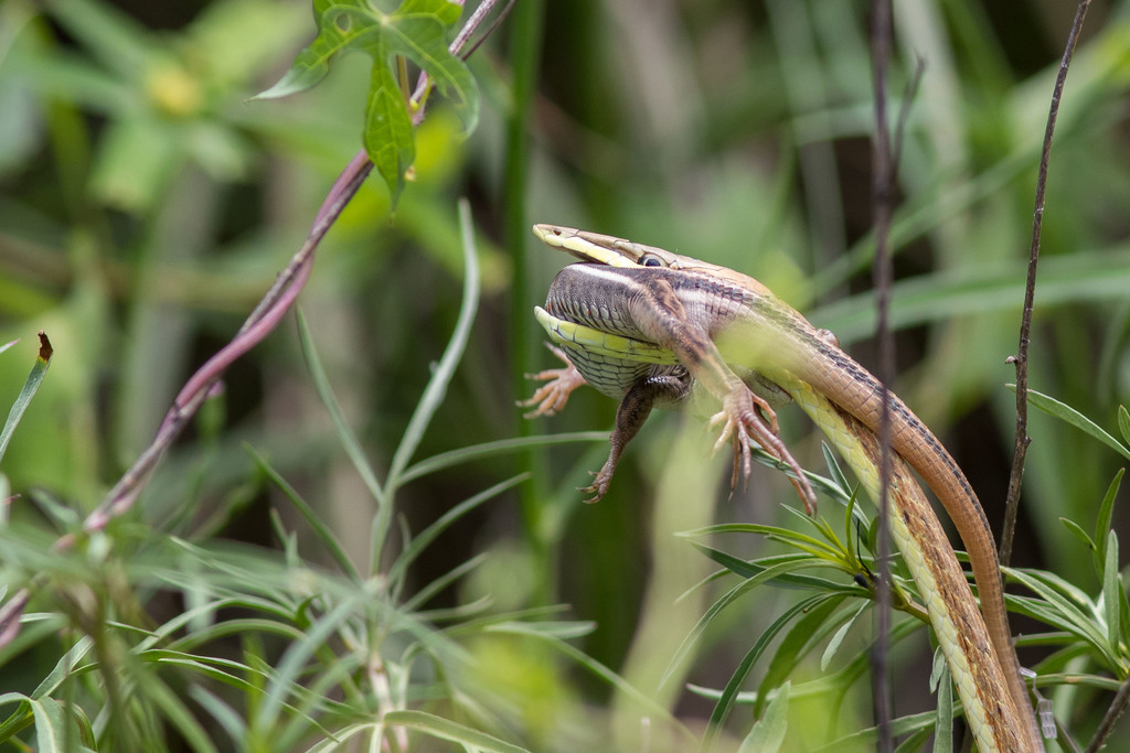 Thornscrub Vine Snake in August 2015 by dougnaturalist · iNaturalist