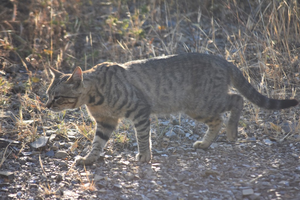 Domestic × European Wildcat (Felis catus × silvestris) - Know Your Mammals