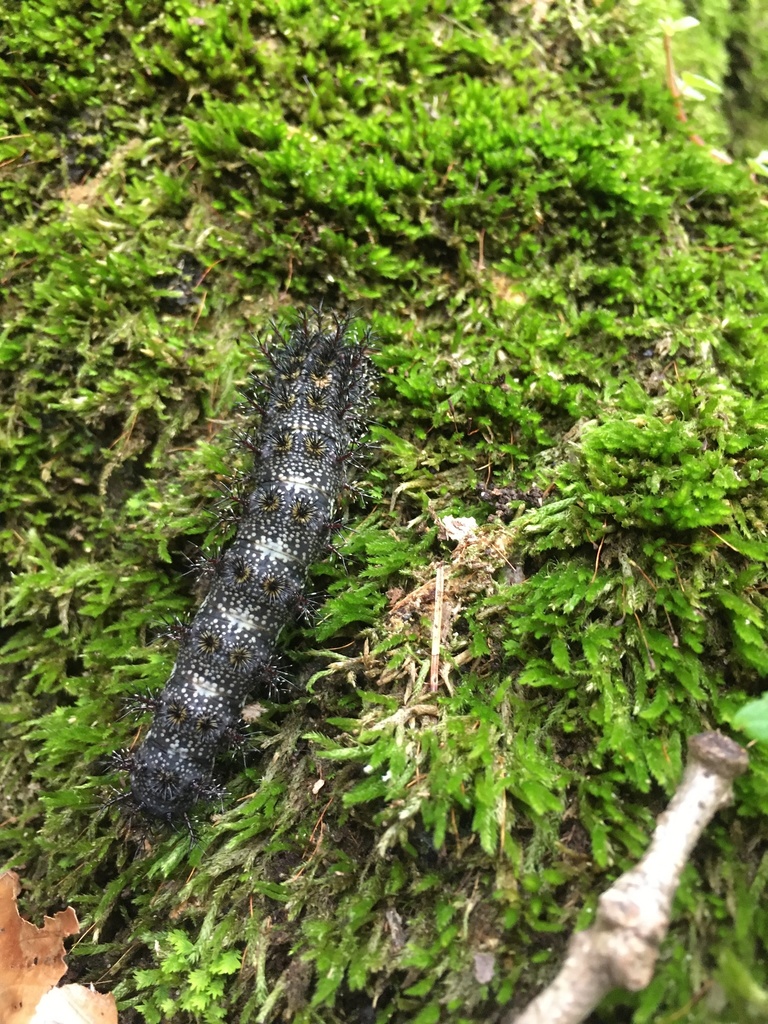 Coastal Barrens Buck Moth in June 2020 by Cassie Tamblyn · iNaturalist