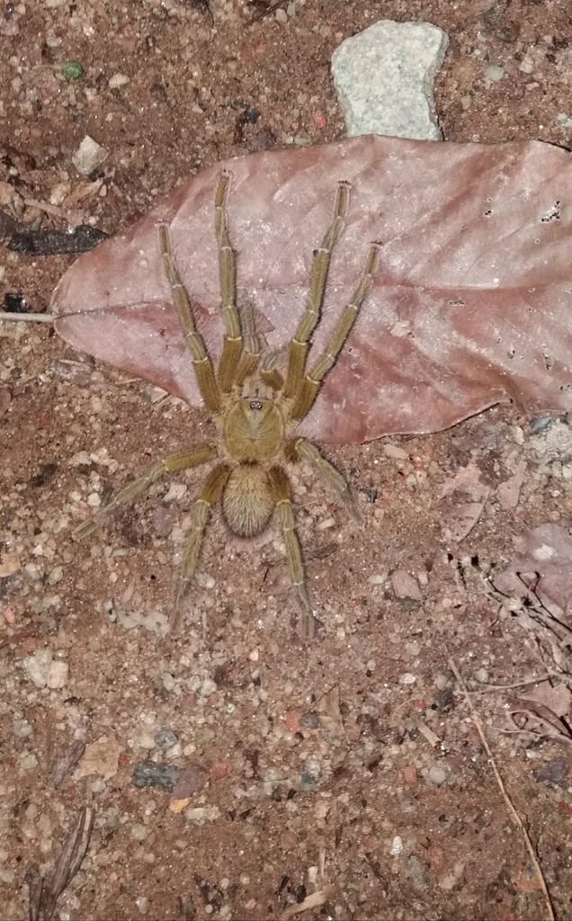 Malaysian Earth Tiger Tarantula from Penang Island on June 20, 2020 at ...