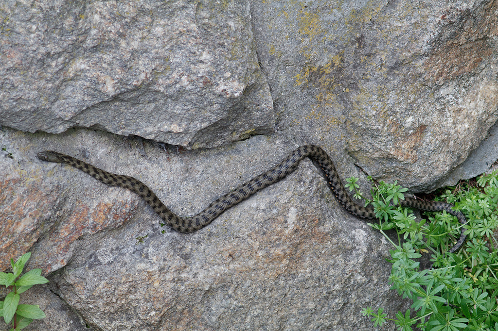 Tessellated Water Snake from 050 01 Revúca, Slovakia on May 20, 2017 at ...