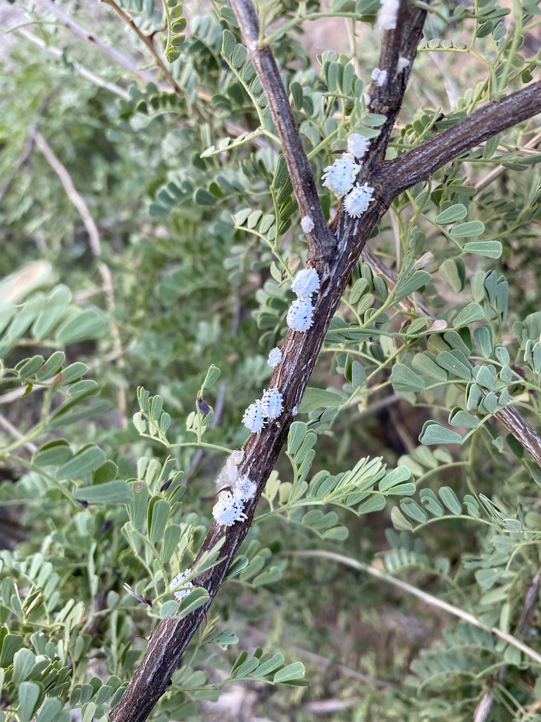 Morrill's Giant Scale Insect from McDowell Mountain Preserve ...