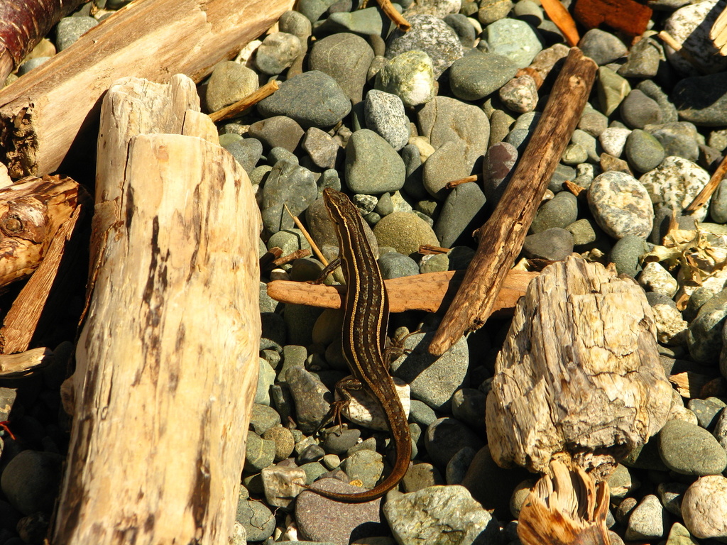 McCann’s Skink in November 2013 by Andrew Blayney · iNaturalist