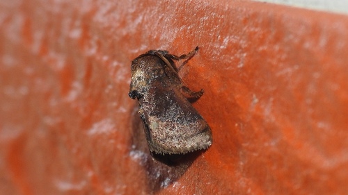 Genus Neiraga · iNaturalist