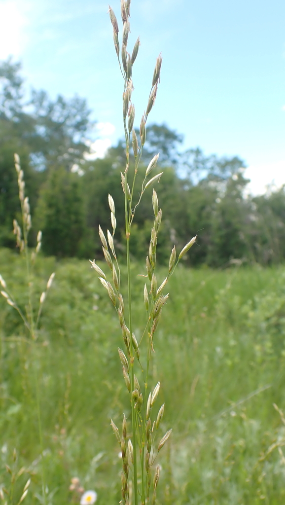 Rough Fescue from Division No. 7, AB, Canada on June 27, 2020 at 03:20 ...