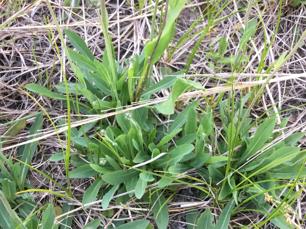 Meadow Hawkweed (Noxious Weeds of Colorado) · iNaturalist