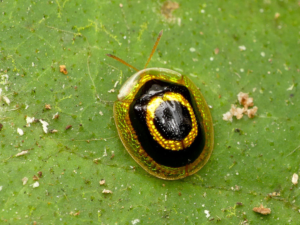 Charidotis cincticulus on February 11, 2018 at 12:28 PM by Eerika ...