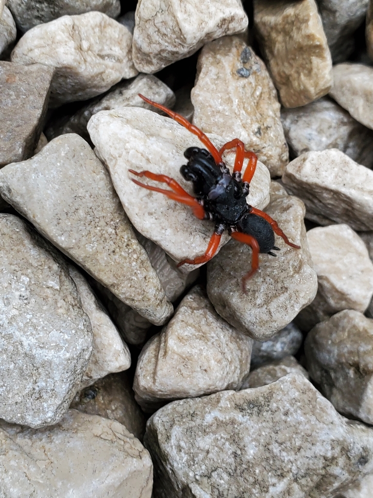 Red-legged Purseweb Spider from Richland Township, IN, USA on June 28 ...