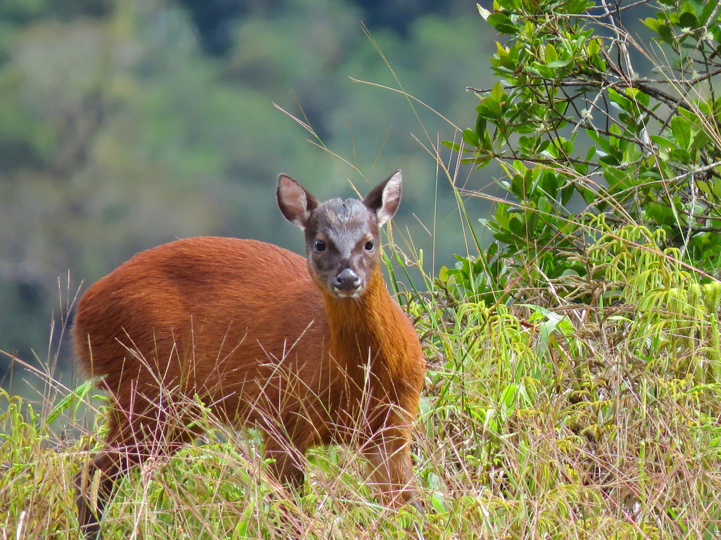 Little Red Brocket in October 2019 by Juan David González Barreto ...