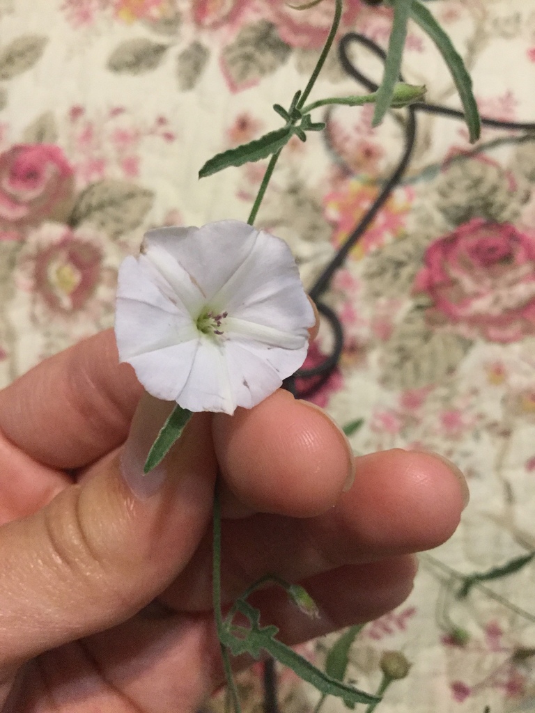 Convolvulus carrii from Ruby St, Penitas, TX, US on June 28, 2020 at 10 ...