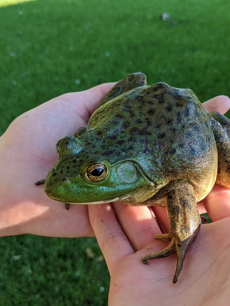 American Bullfrog from Valentine, NE, USA on June 20, 2020 at 07:44 PM ...