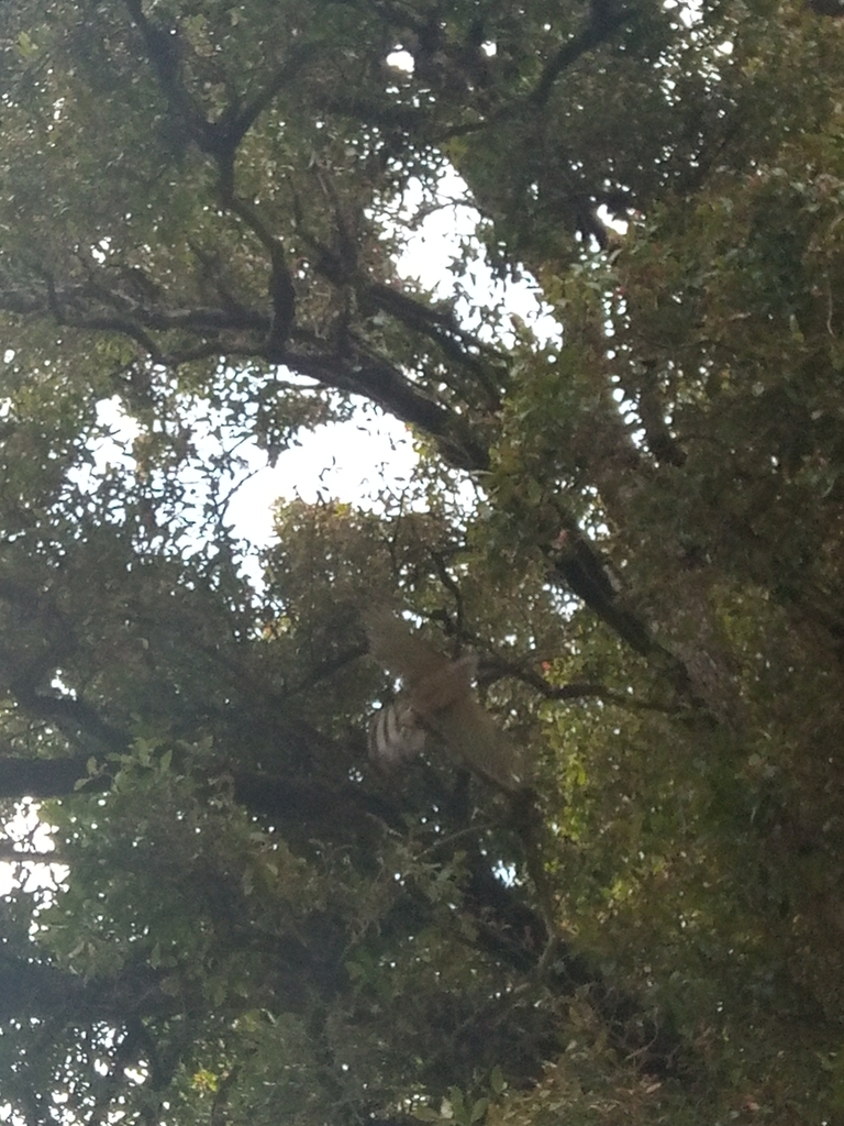 Cooper's Hawk from Golden Gate Park, San Francisco, CA, USA on June 28 ...