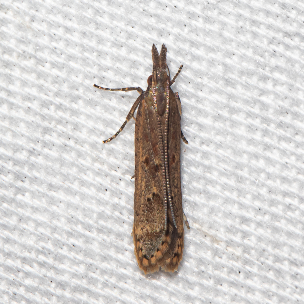 Palmerworm Moth from Howard, Maryland, United States on June 27, 2020 ...
