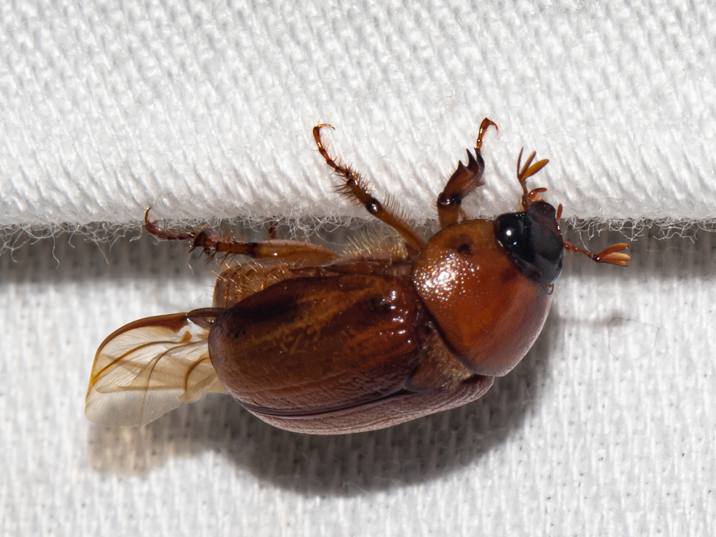Masked Chafers from Howard, Maryland, United States on June 27, 2020 at ...