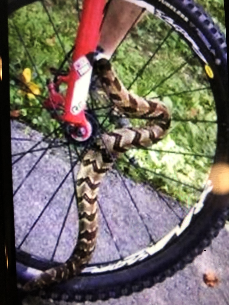 Timber Rattlesnake in June 2020 by Travis Brant · iNaturalist