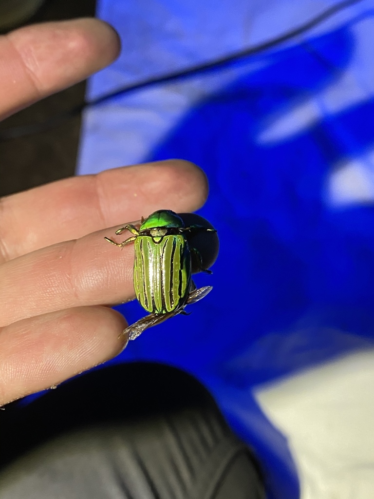 Glorious Jewel Scarab from Fort Davis, TX, US on June 26, 2020 at 11:27 ...