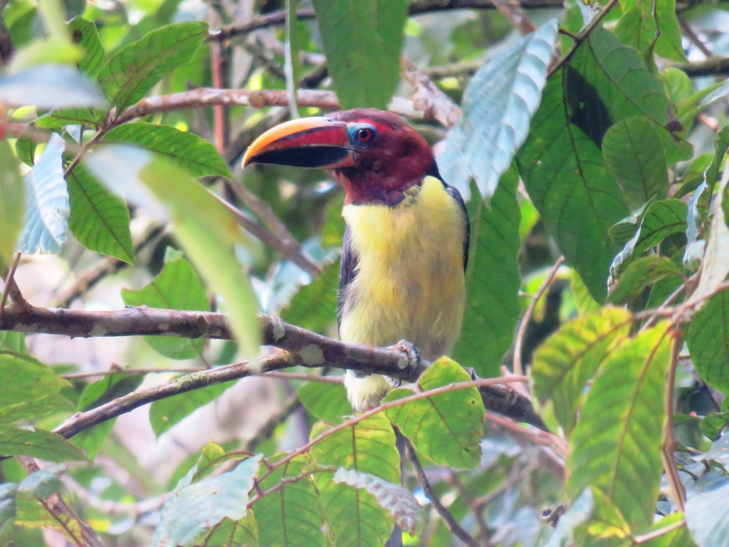 Green Aracari from Brownsweg, Suriname on July 11, 2015 at 01:19 PM by ...