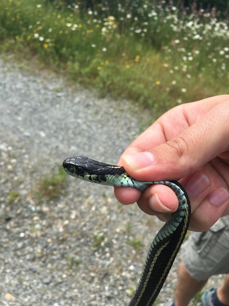 Puget Sound Garter Snake from Acme, WA, US on June 28, 2020 at 11:38 AM ...