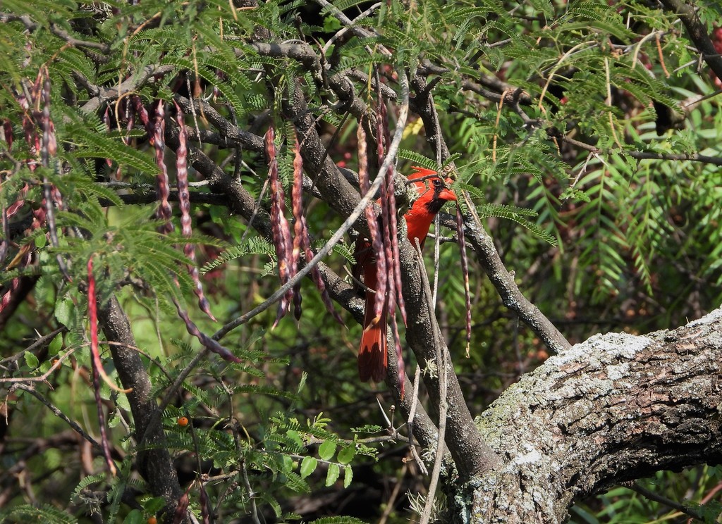 Northern Cardinal from León, Gto., México on June 27, 2020 at 10:07 AM ...