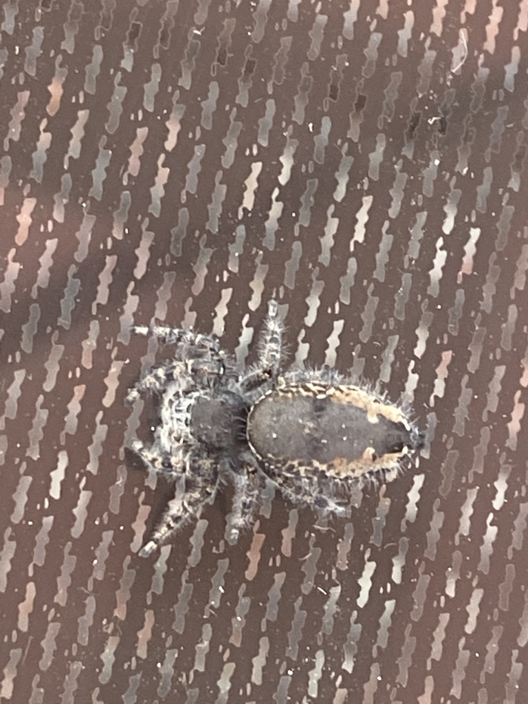 Boreal Tufted Jumping Spider from Timiskaming, Unorganized, West Part ...