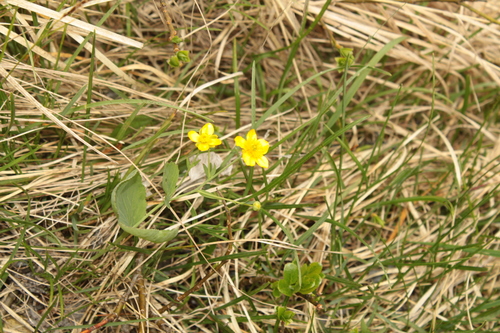 Thora Buttercup (Ranunculus thora) · iNaturalist