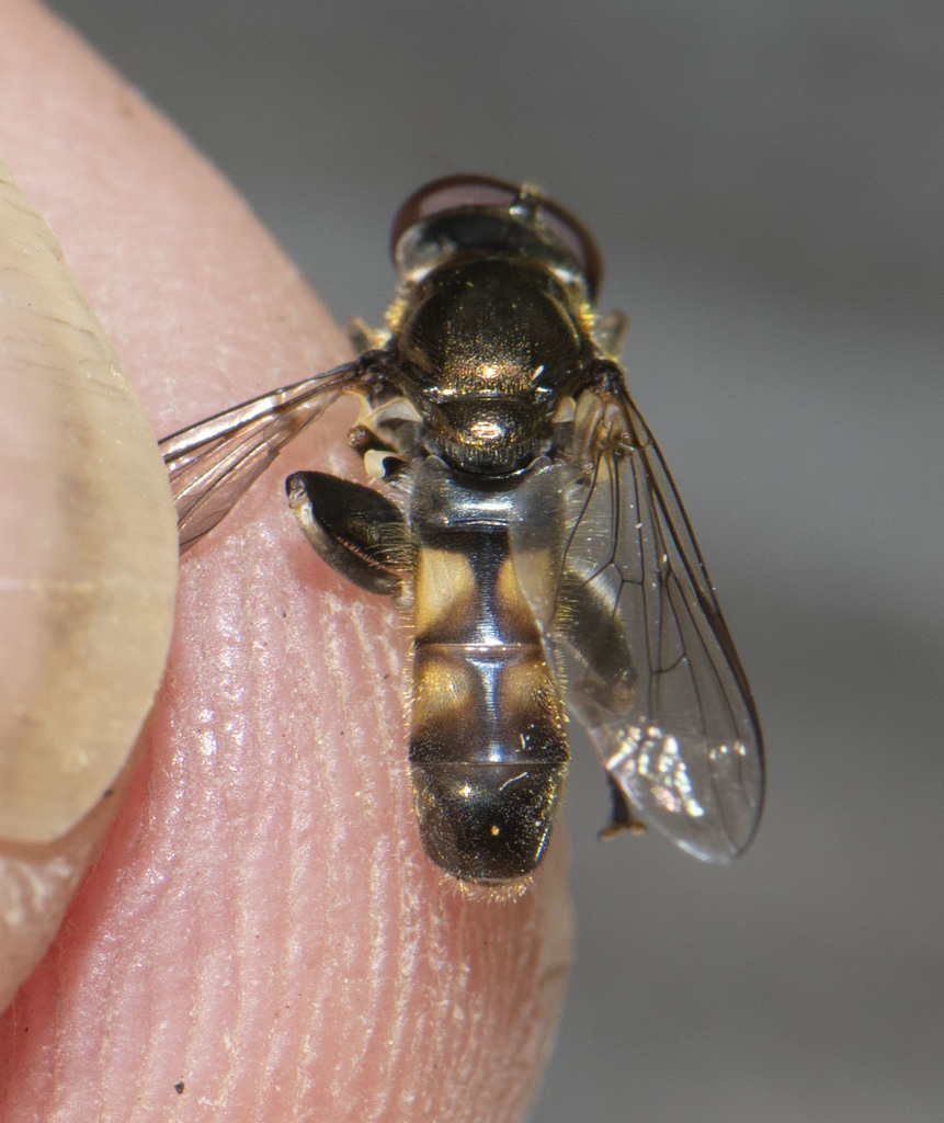 Four-spotted Leafwalker from Nipissing District, ON, Canada on June 26 ...