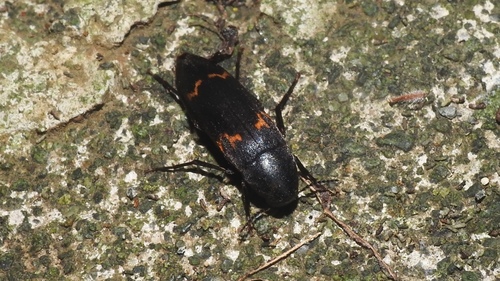 género Dircaeomorpha · NaturaLista Colombia