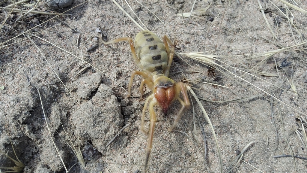 Galeodes caspius from Алмаатинская область, KZ on April 20, 2020 at 11: ...