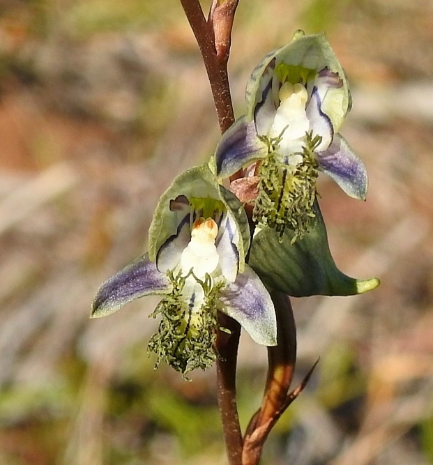 Blue Bonnet Disa in June 2020 by Hermien van der Merwe. Disa Lugens ...