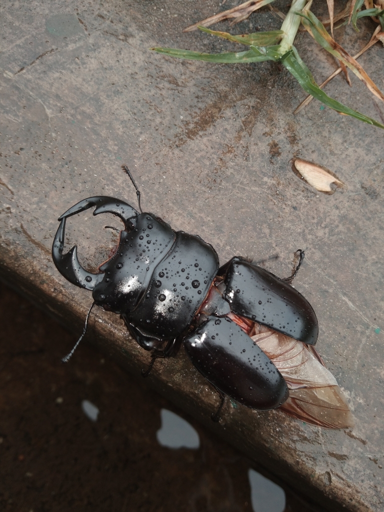Dorcus antaeus antaeus from Thimphu, Bhutan on June 29, 2020 at 02:00 ...