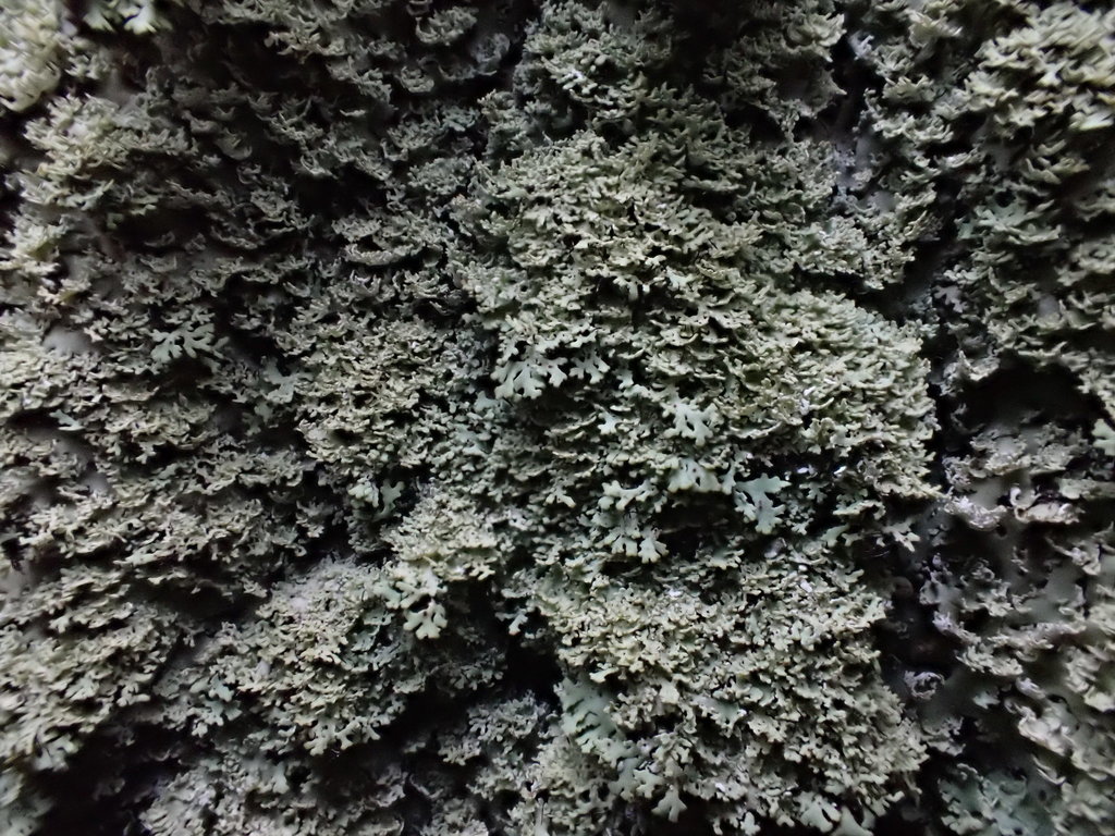 Scaly Fringe Lichen from Fundy National Park, Alma, NB, CA on June 29 ...