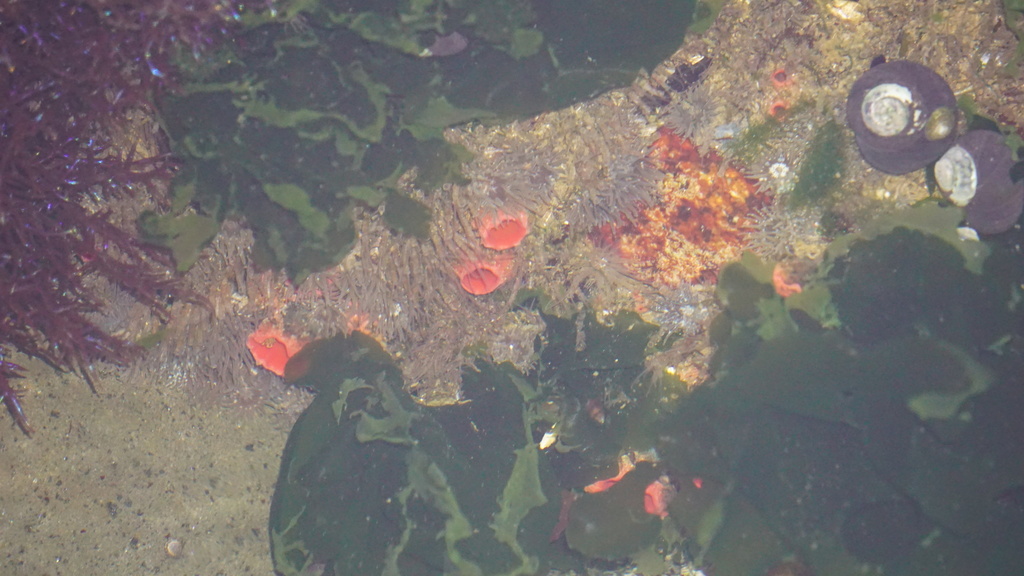 Pyura chilensis from Llanquihue, Los Lagos, Chile on April 21, 2019 by ...