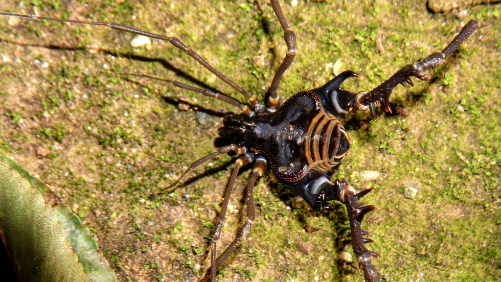 Sadocus asperatus from Cautín, Araucanía, Chile on May 7, 2019 by ...