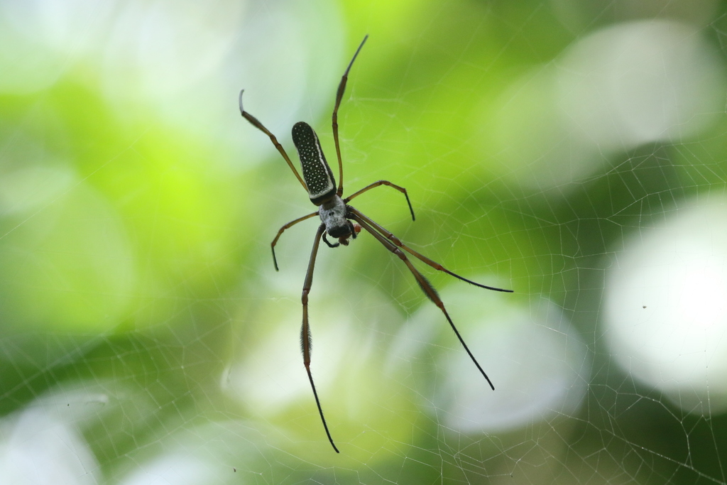 Golden Silk Spider from Manú Province, Peru on October 16, 2017 by ...