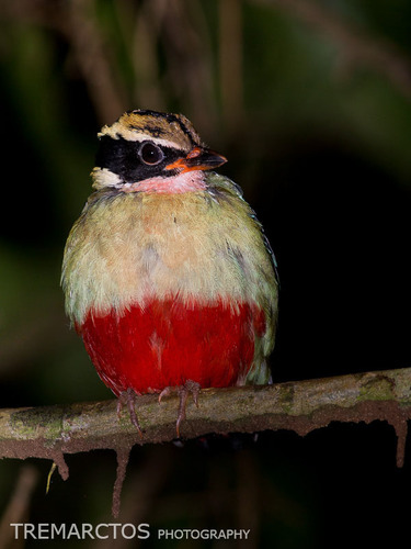 Subespecies Pitta angolensis pulih · iNaturalist Mexico