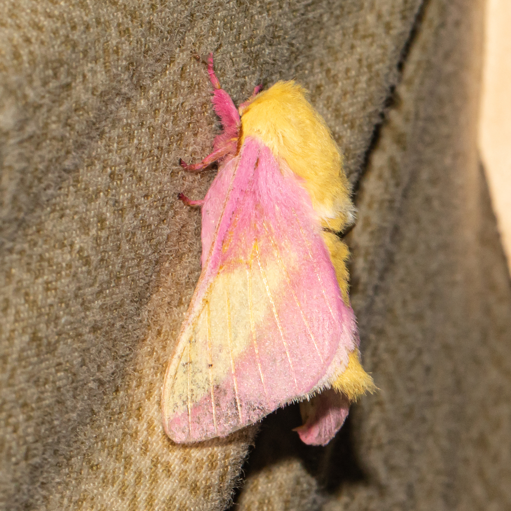 Rosy Maple Moth from Howard, Maryland, United States on June 27, 2020 ...