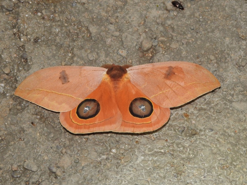 Automeris excreta from San Ignacio, Sinaloa, Mexico on June 28, 2020 at ...